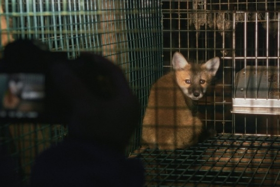 Månadens Dokumentär: Just Animals - ABF Stockholm